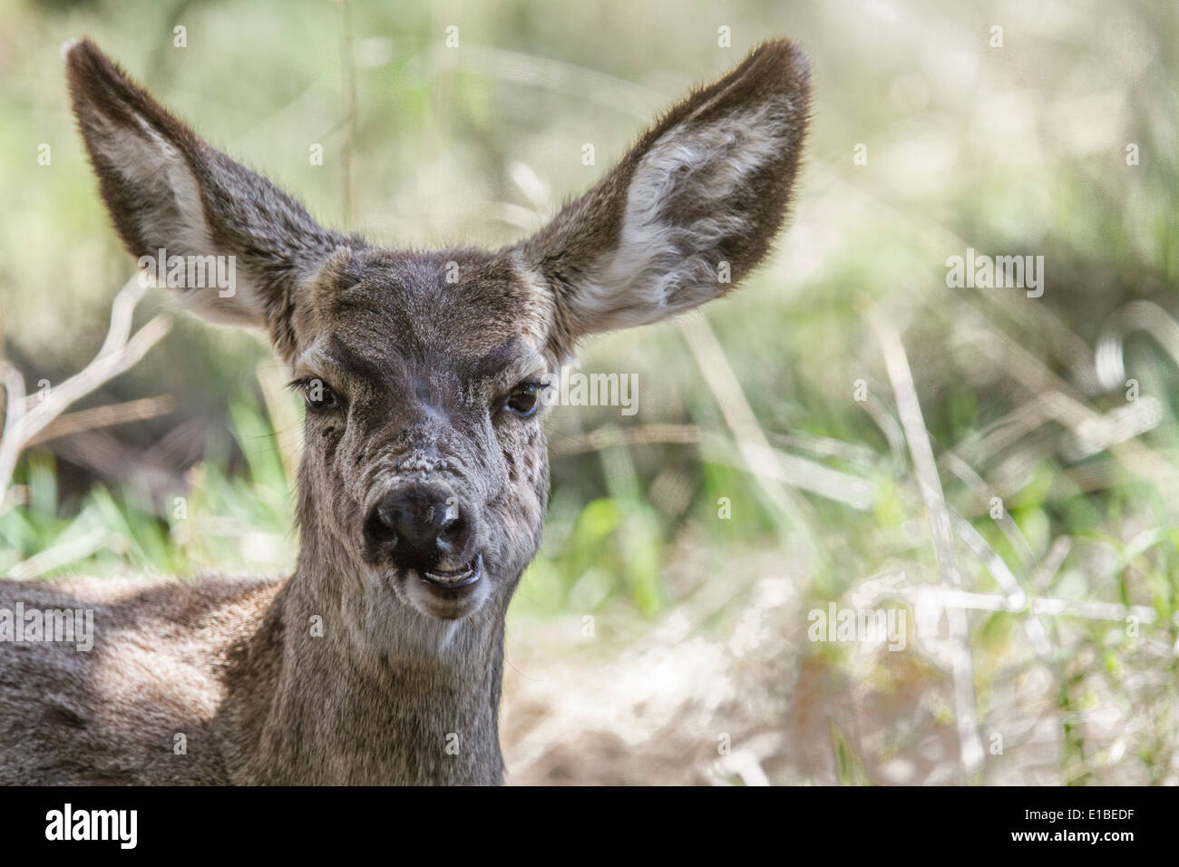 Mule Deer (Odocoileus hemionus) Standing, with ears perked and on alert ...