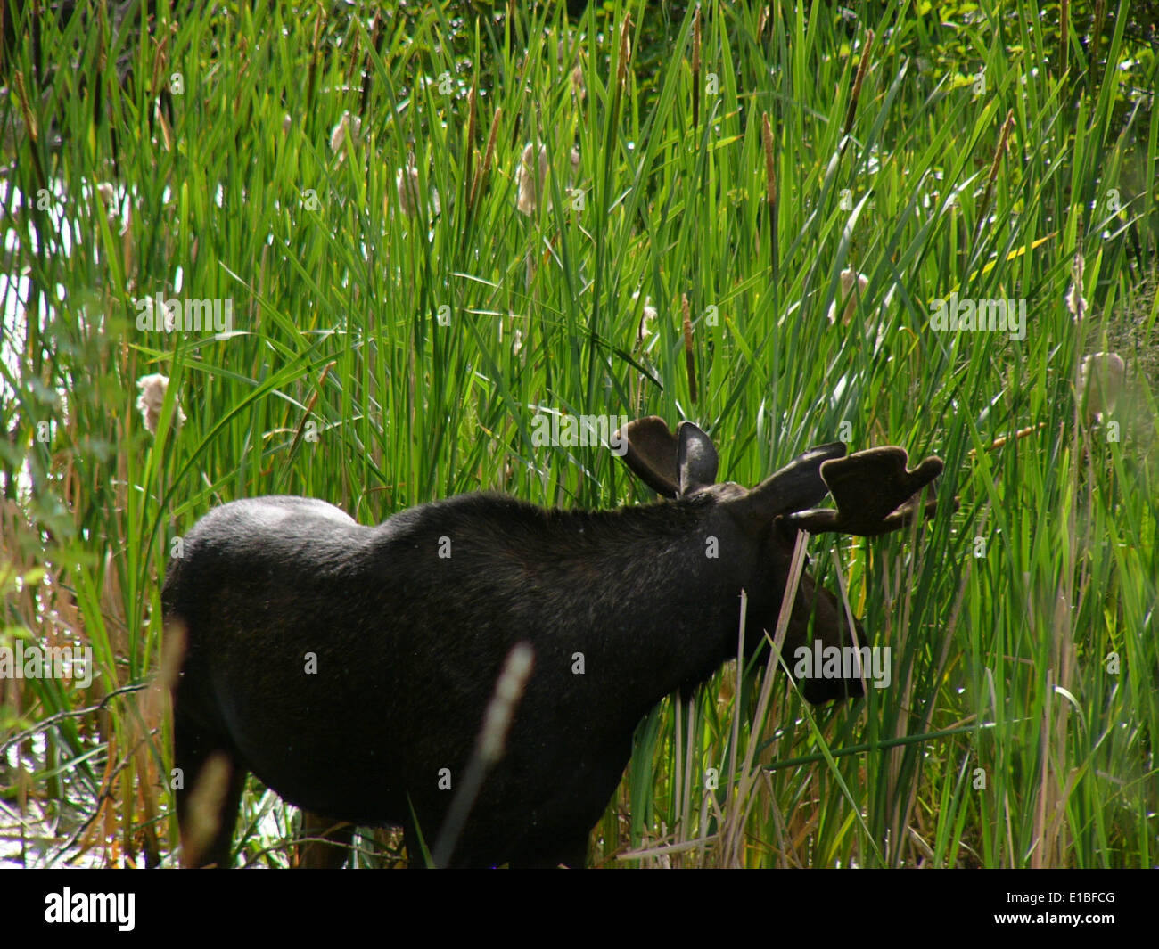 The image captures elk, moose, and mountain goats, common in ...