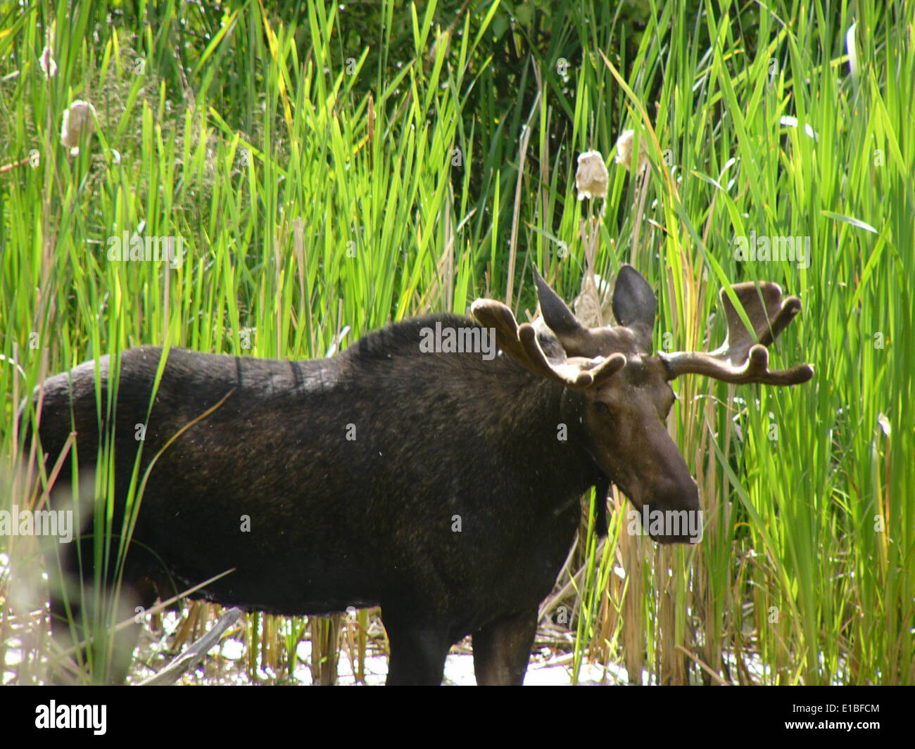A diverse group of wildlife, including moose, elk, mountain goats, and ...