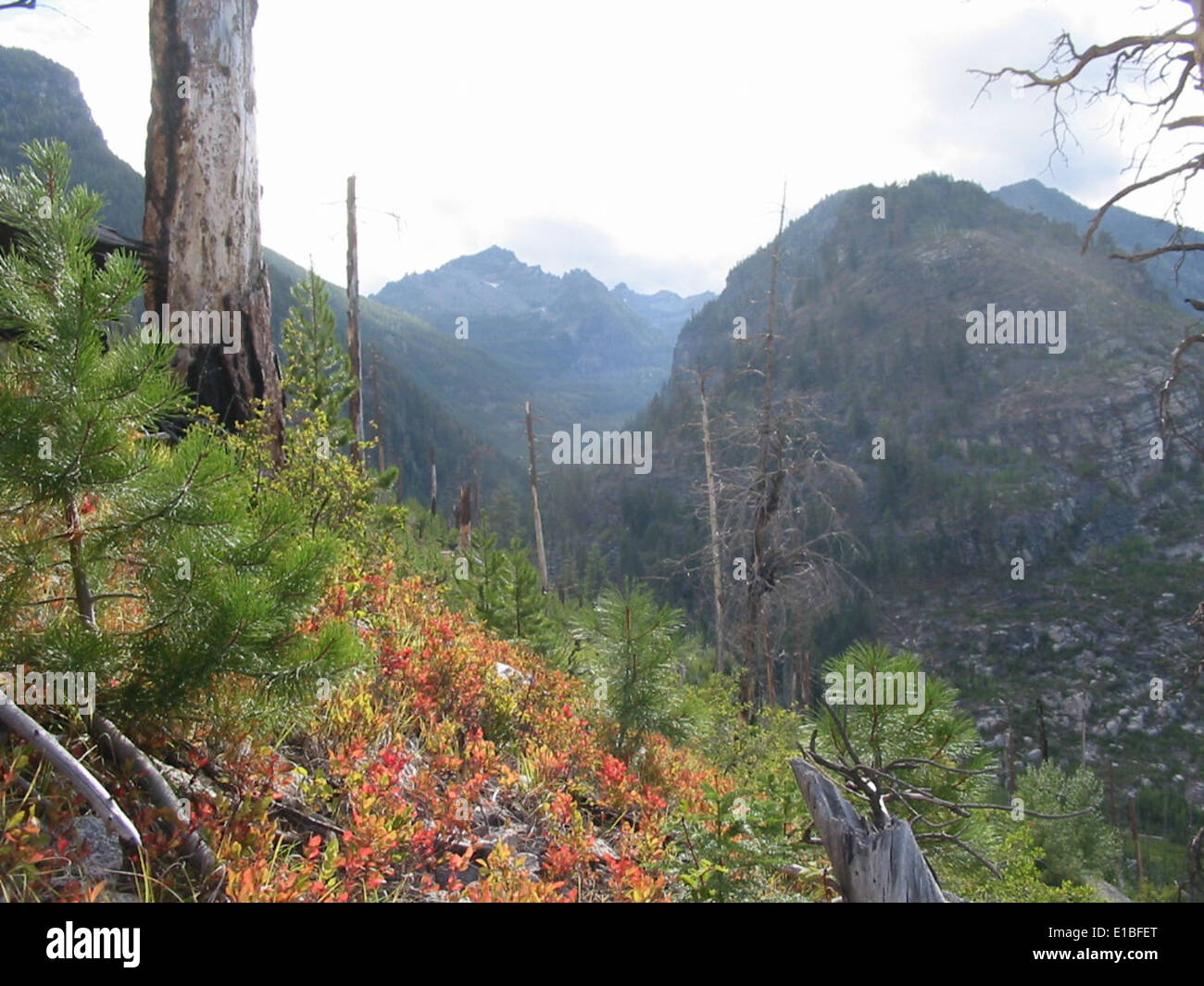 Como Peak in the Bitterroot National Forest offers a stunning view of ...