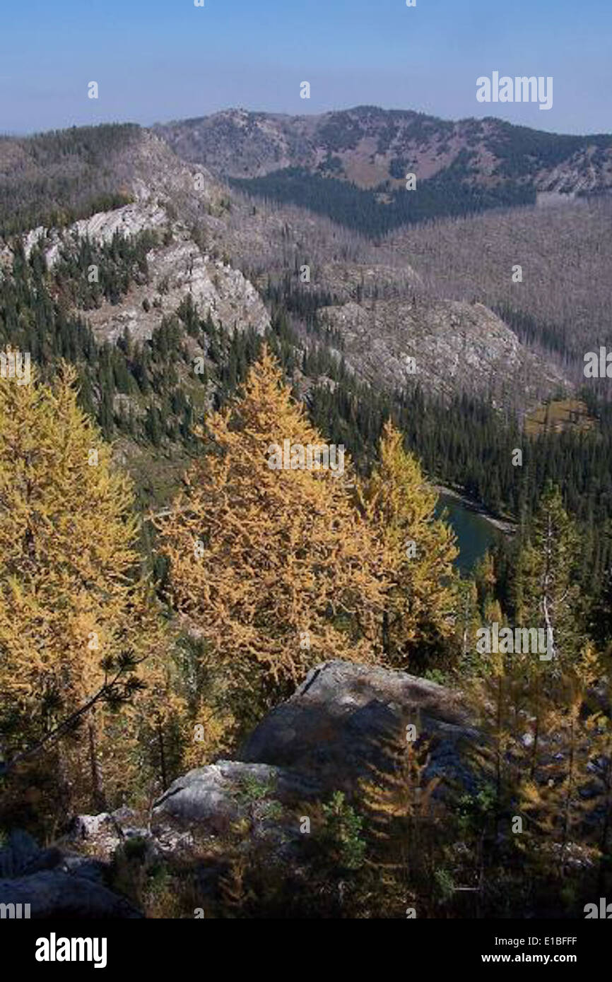 Sula montana hi-res stock photography and images - Alamy