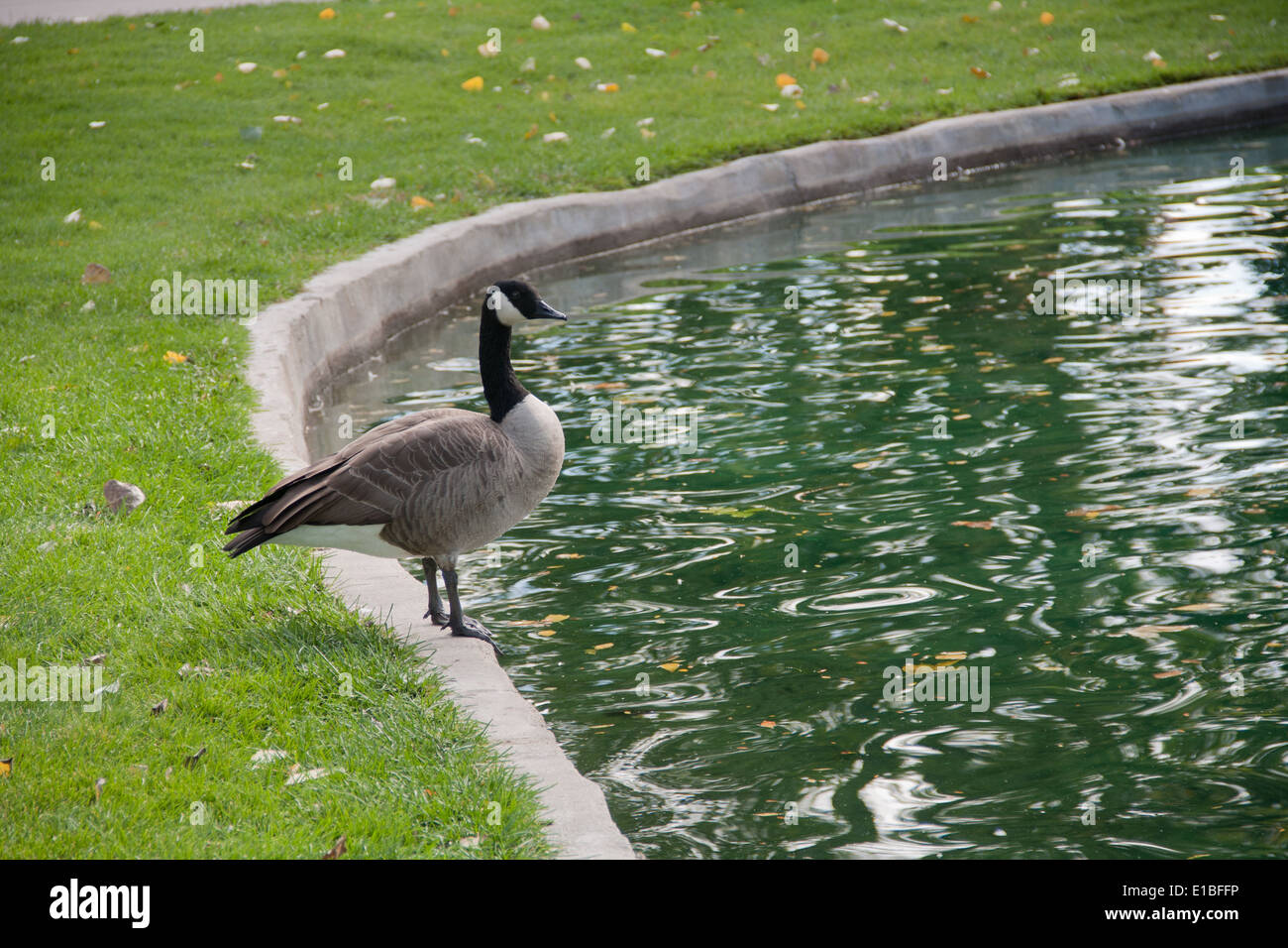 Canadian goose ready to jump into a pond Stock Photo - Alamy