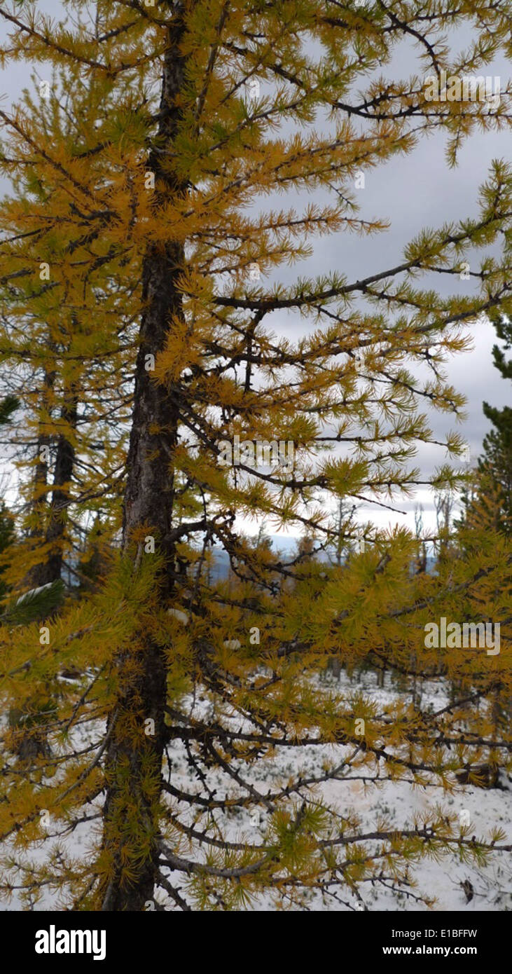 Autumnlarch hi-res stock photography and images - Alamy