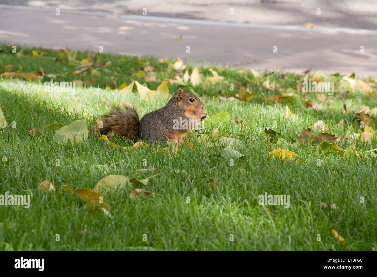Fall leaves with squirrel hi-res stock photography and images - Alamy