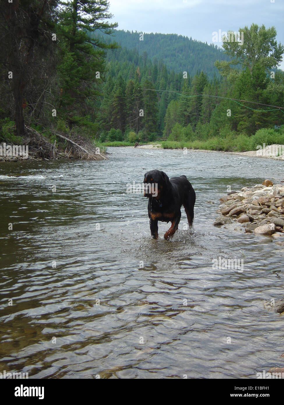This image from 2005 depicts the ongoing efforts of the U.S. Forest ...