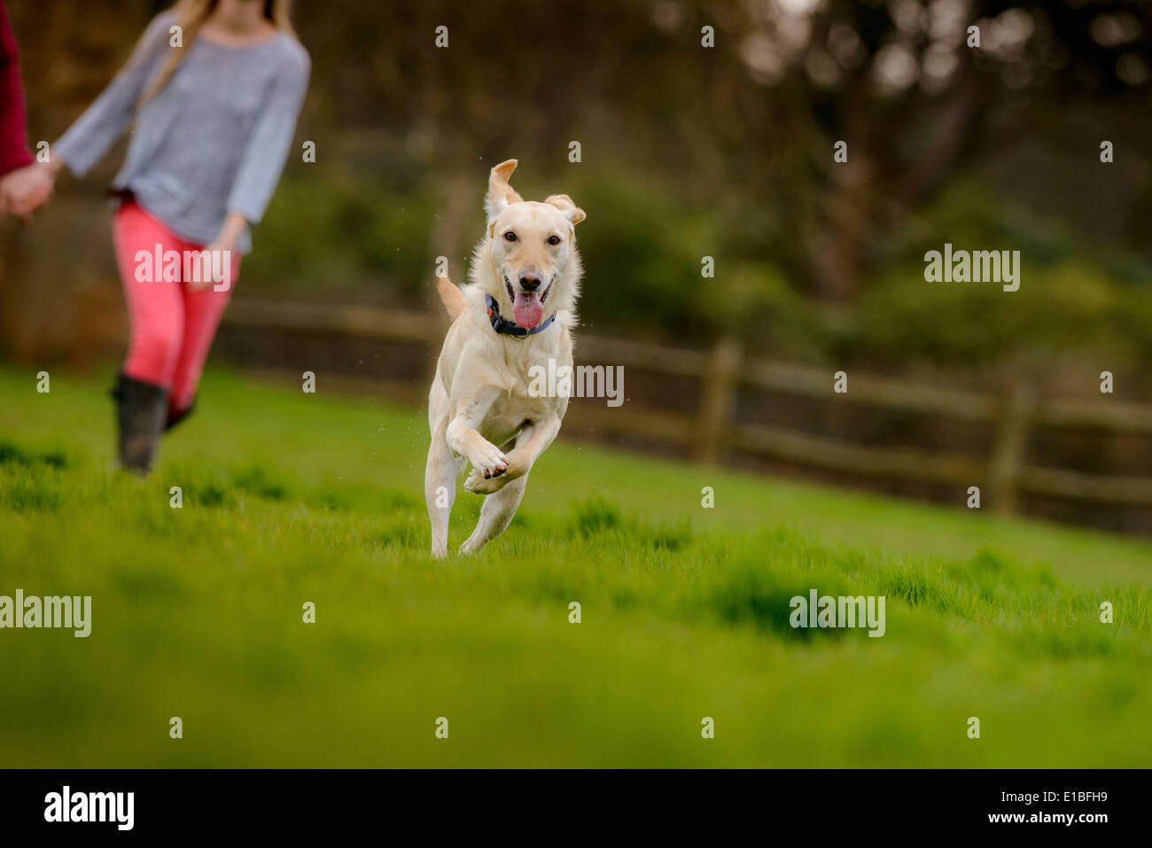 A dog runs freely in a field with its pink-trousered owner not far ...