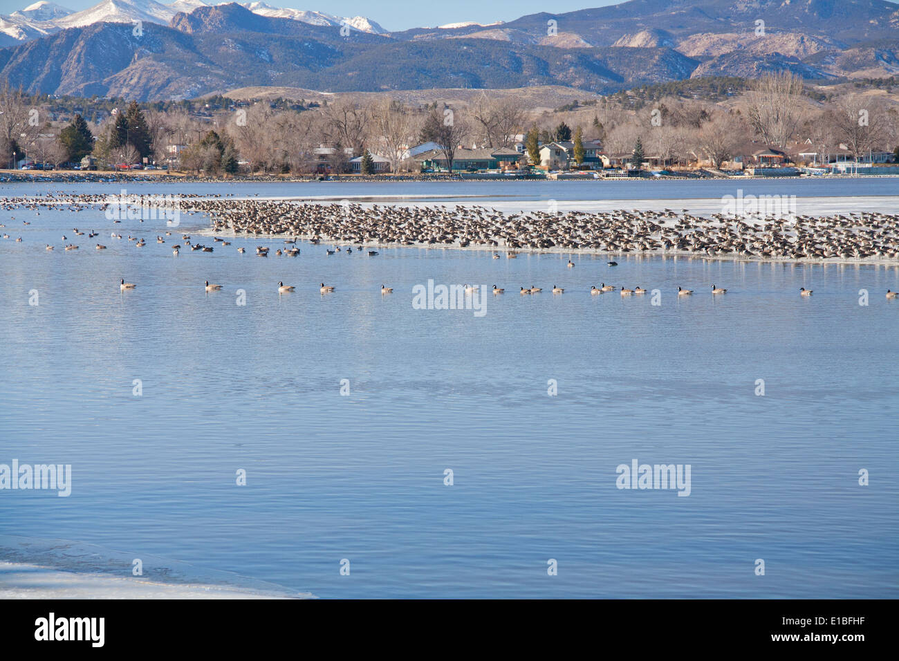 Canadian Geese wintering in Colorado on Lake Loveland, enjoying the ice ...