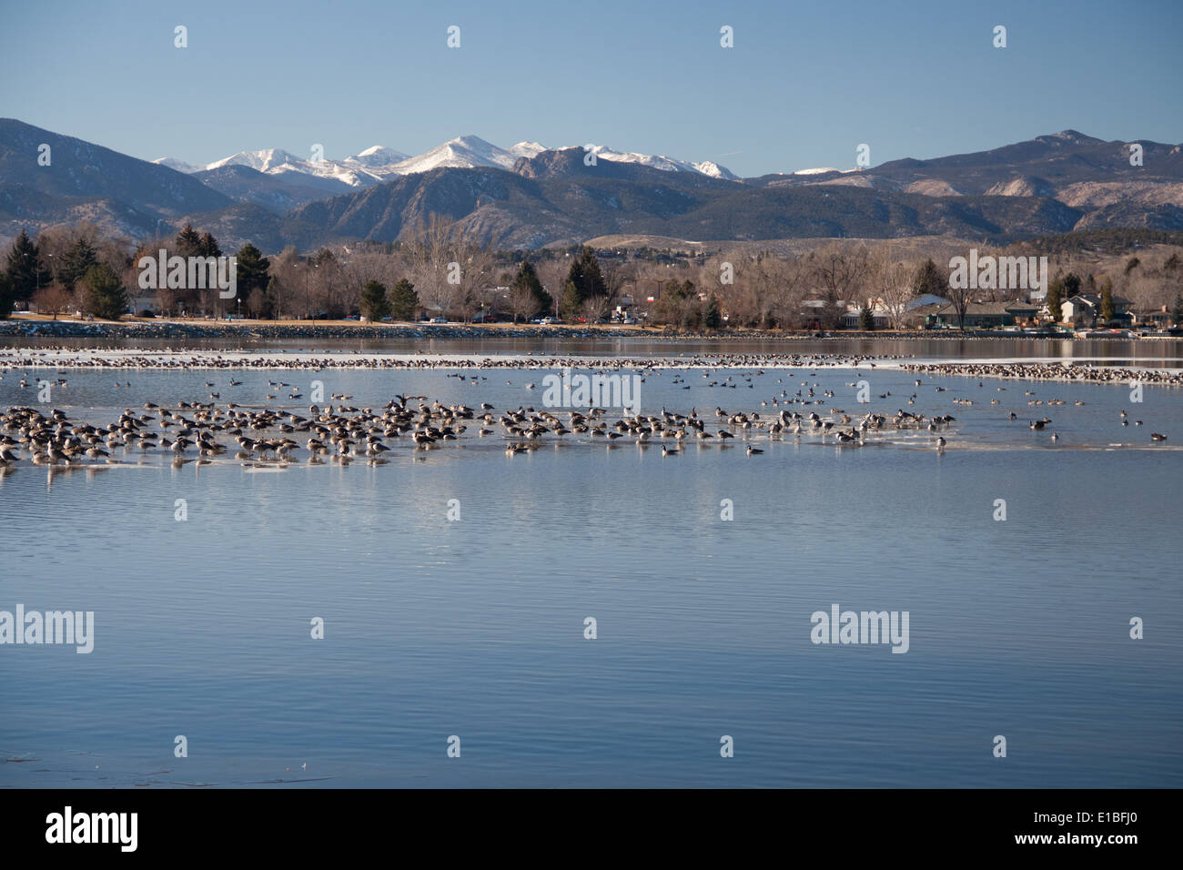Canadian Geese wintering in Colorado on Lake Loveland, enjoying the ice ...