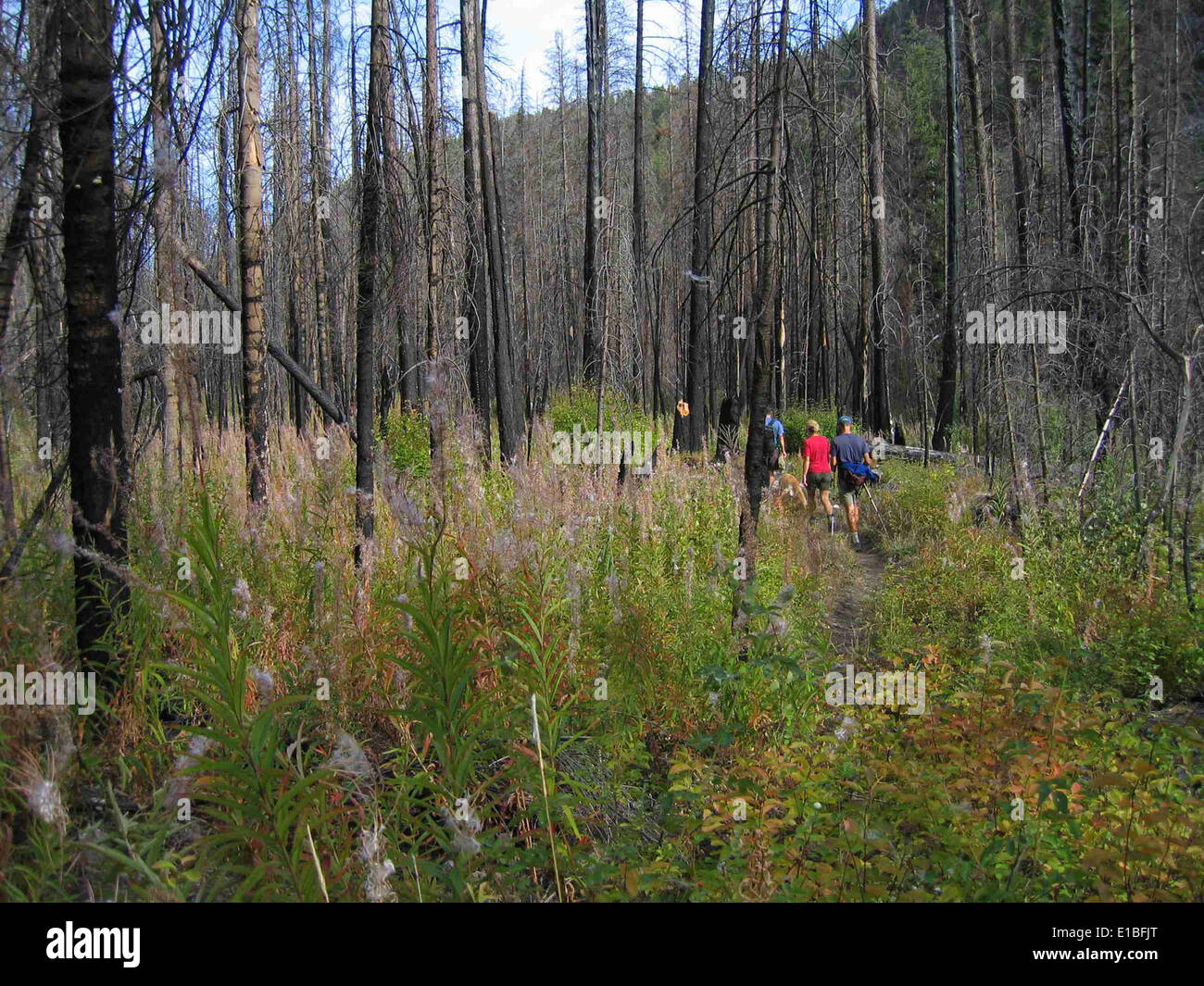 Mill Creek is a vital waterway within the region, providing habitat for ...