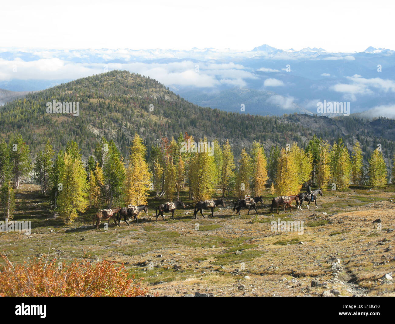 Salmon mtn pack string Stock Photo - Alamy