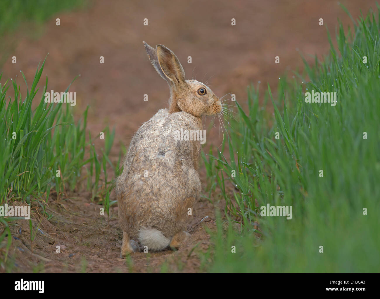 White hare called ghost hare hi-res stock photography and images - Alamy