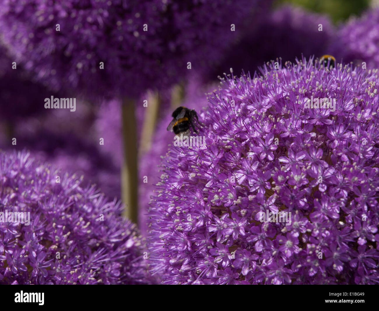 Aliums hi-res stock photography and images - Alamy