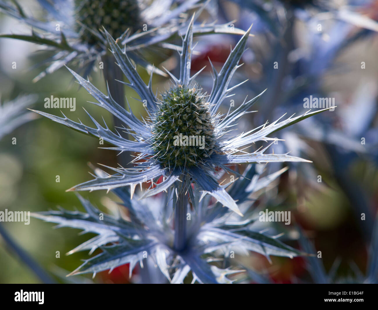 Blue thistle hi-res stock photography and images - Alamy