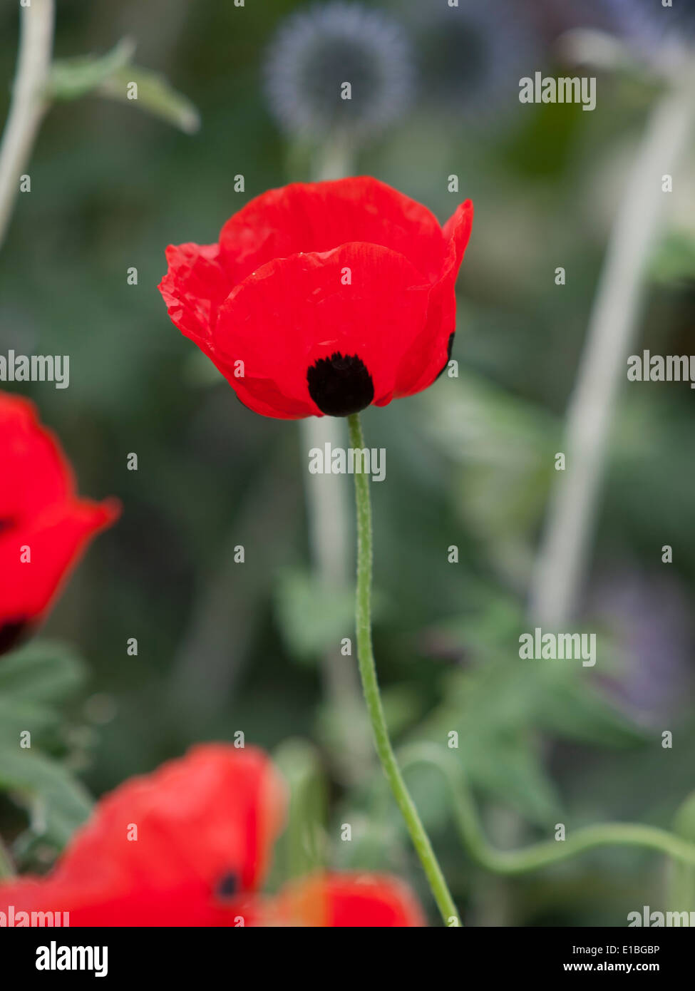 Ladybird poppy hi-res stock photography and images - Alamy