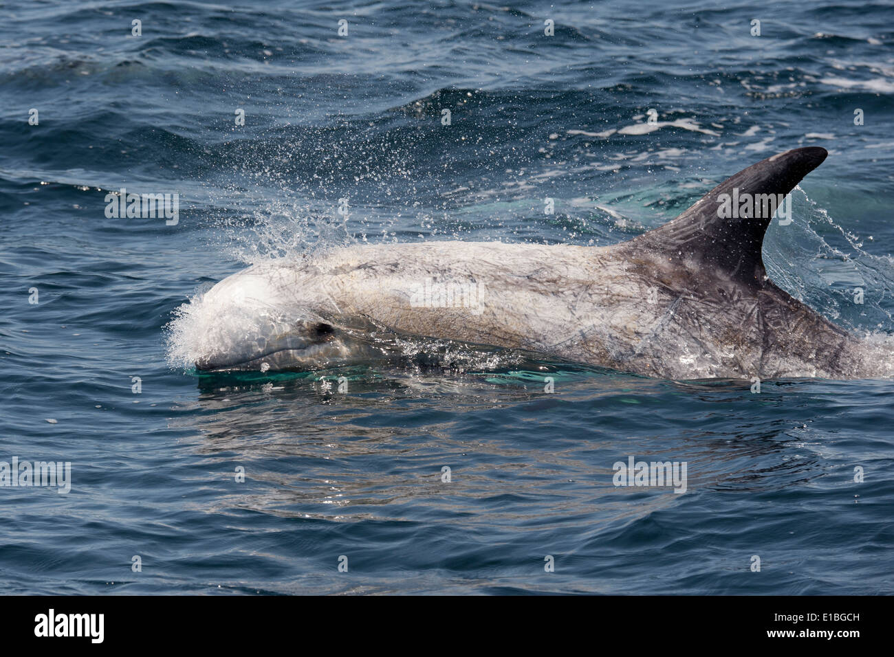 Risso’s dolphin hi-res stock photography and images - Alamy