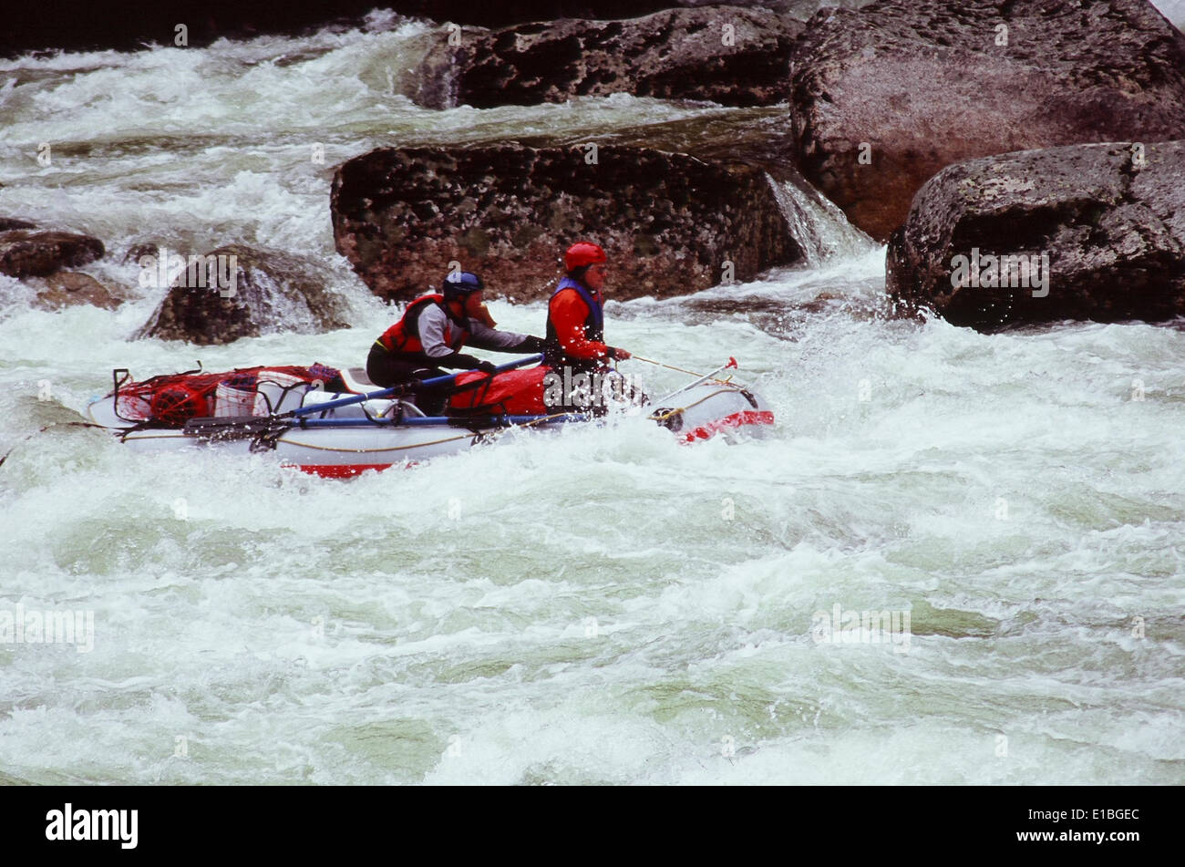 The Laysan duck, a rare and endangered species, is seen in its native ...
