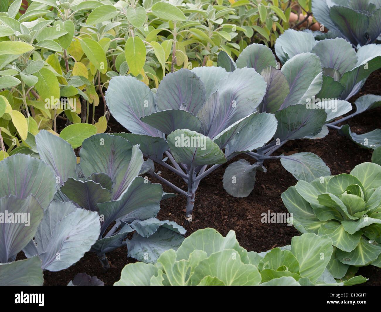 Spring cabbages hi-res stock photography and images - Alamy
