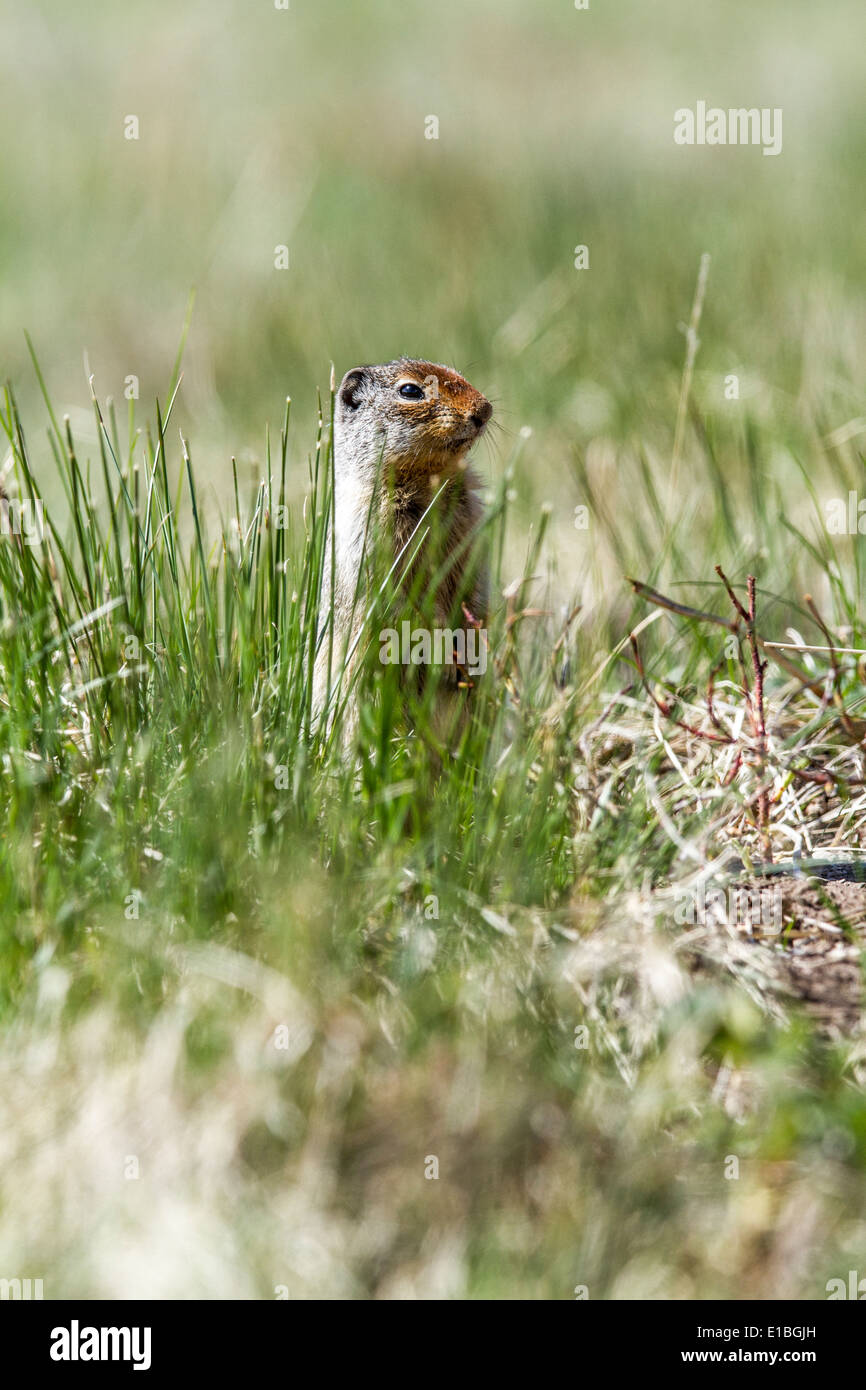 Richardson's ground squirrel (Urocitellus richardsonii) Gopher, in his ...