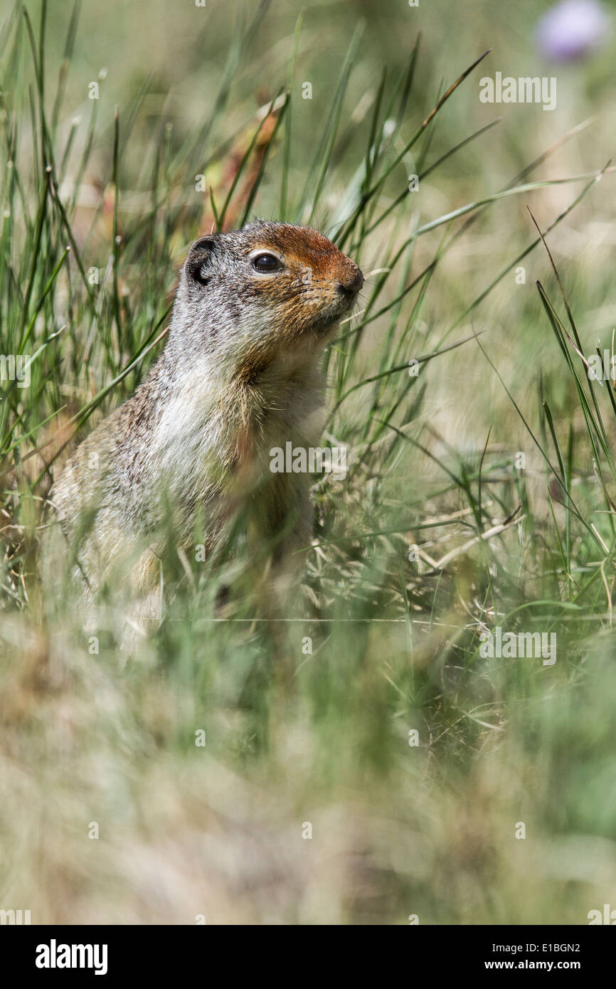 Richardson's ground squirrel (Urocitellus richardsonii) Gopher, in his natural habitat, sitting ...