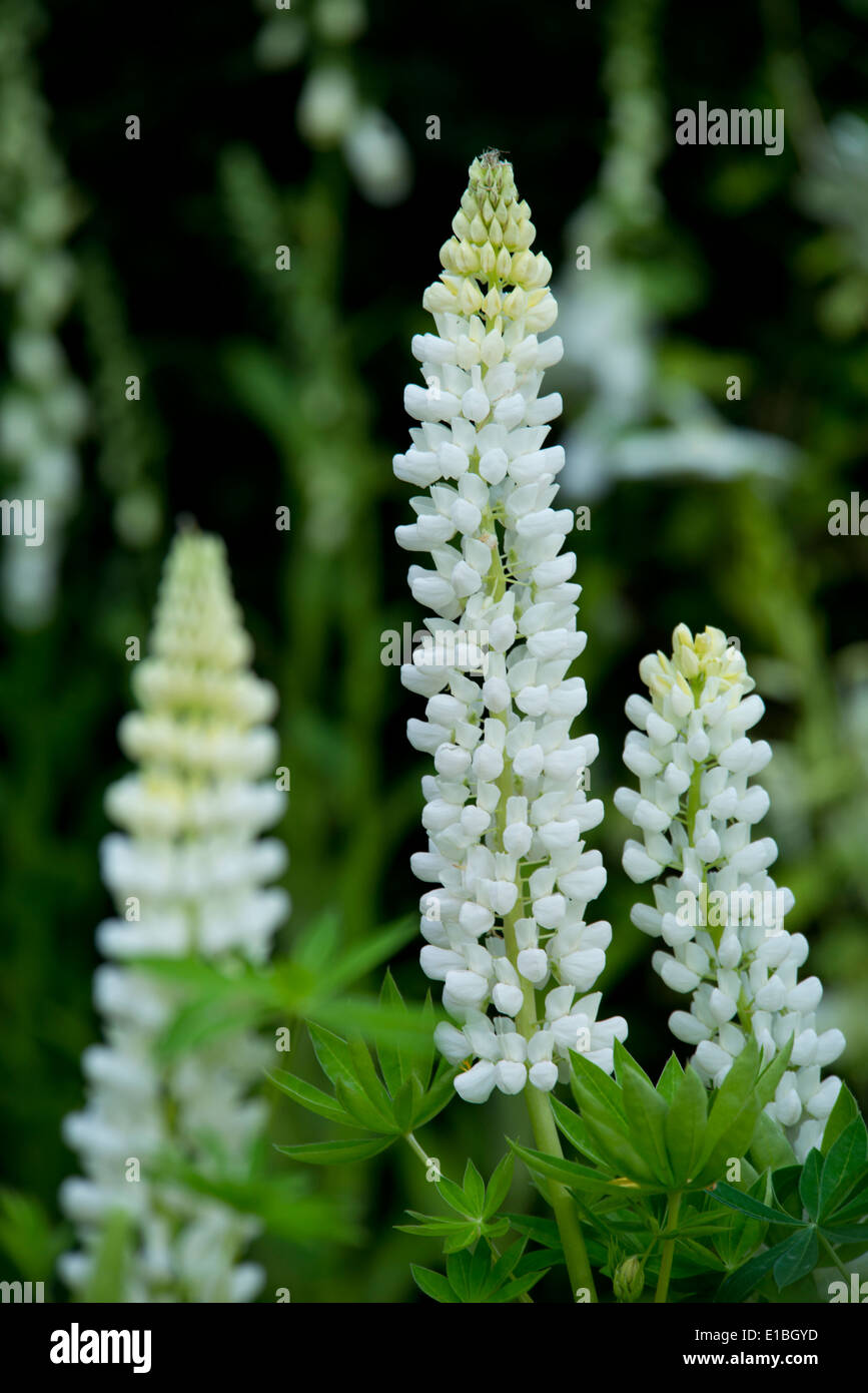 A close-up of Lupinus 'Noble Maiden' in the Topiarist Garden at The ...