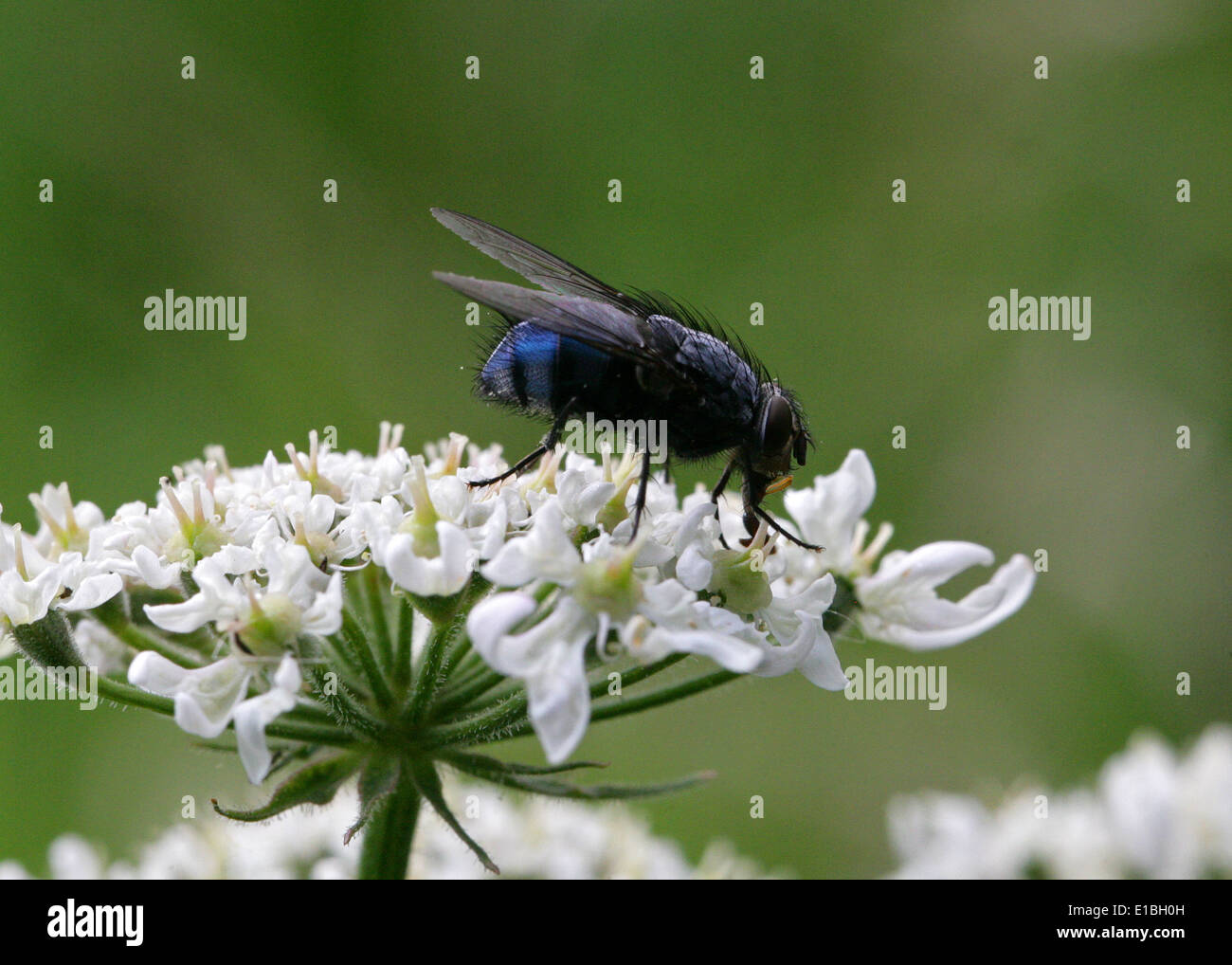 Calliphora erythrocephala hi-res stock photography and images - Alamy