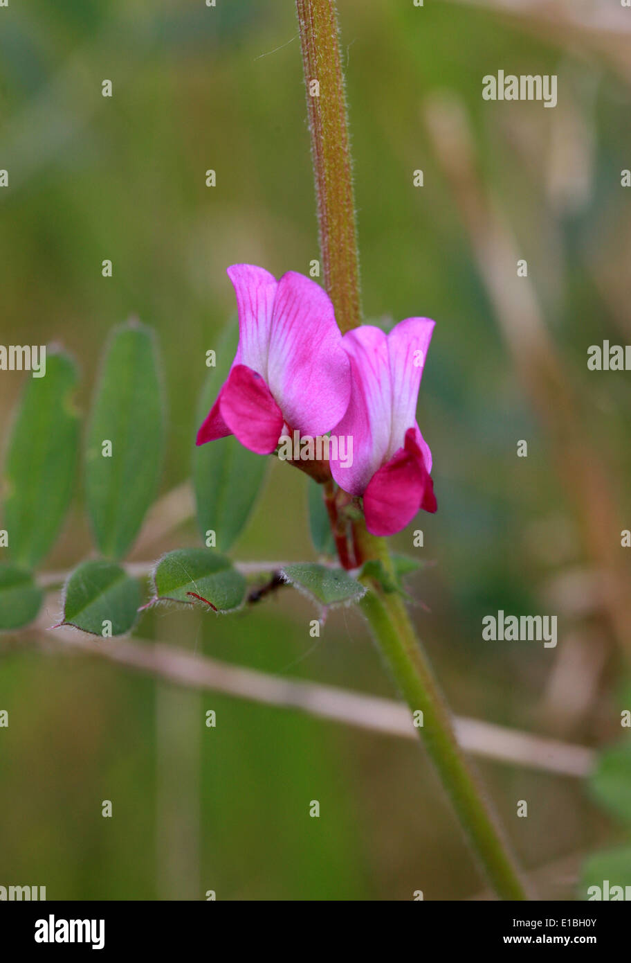 Fabaceae hi-res stock photography and images - Alamy