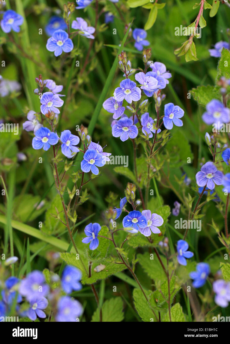 Germander Speedwell