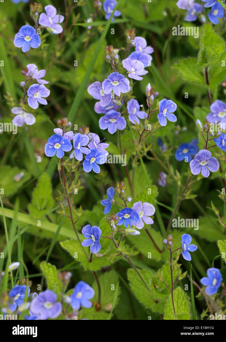 Germander Speedwell, Veronica chamaedrys, Plantaginaceae ...