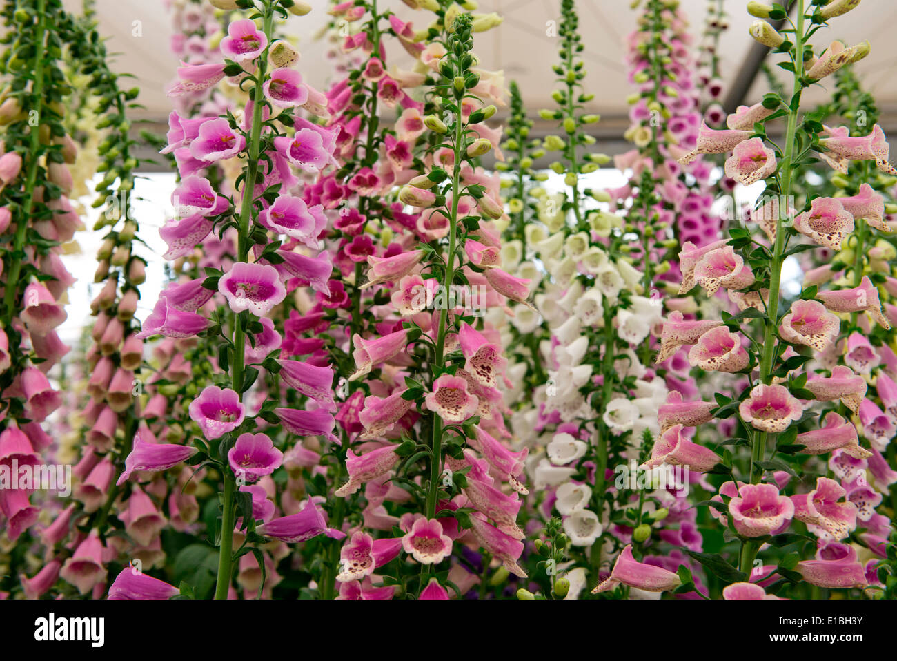 The botanic nursery hi-res stock photography and images - Alamy