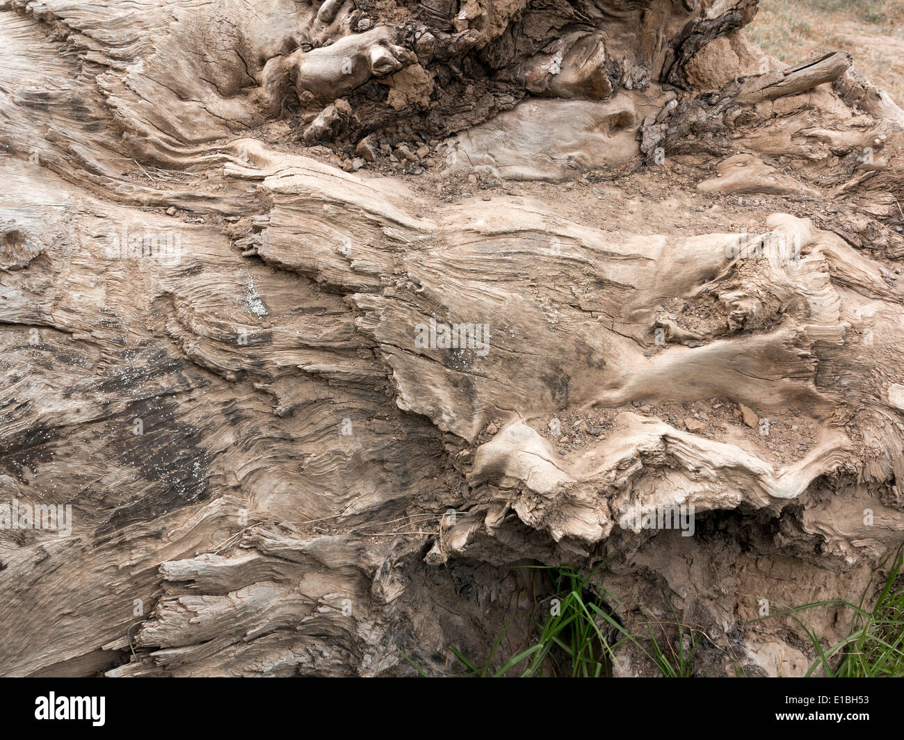 Gnarled stump hi-res stock photography and images - Alamy