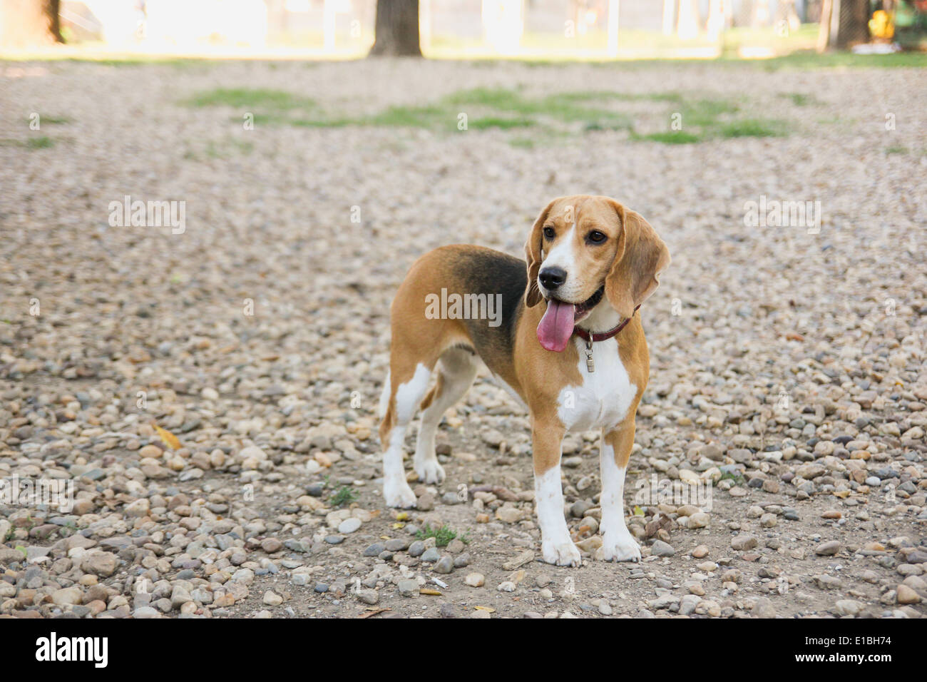 beautiful beagle puppy dog in countryside Stock Photo - Alamy