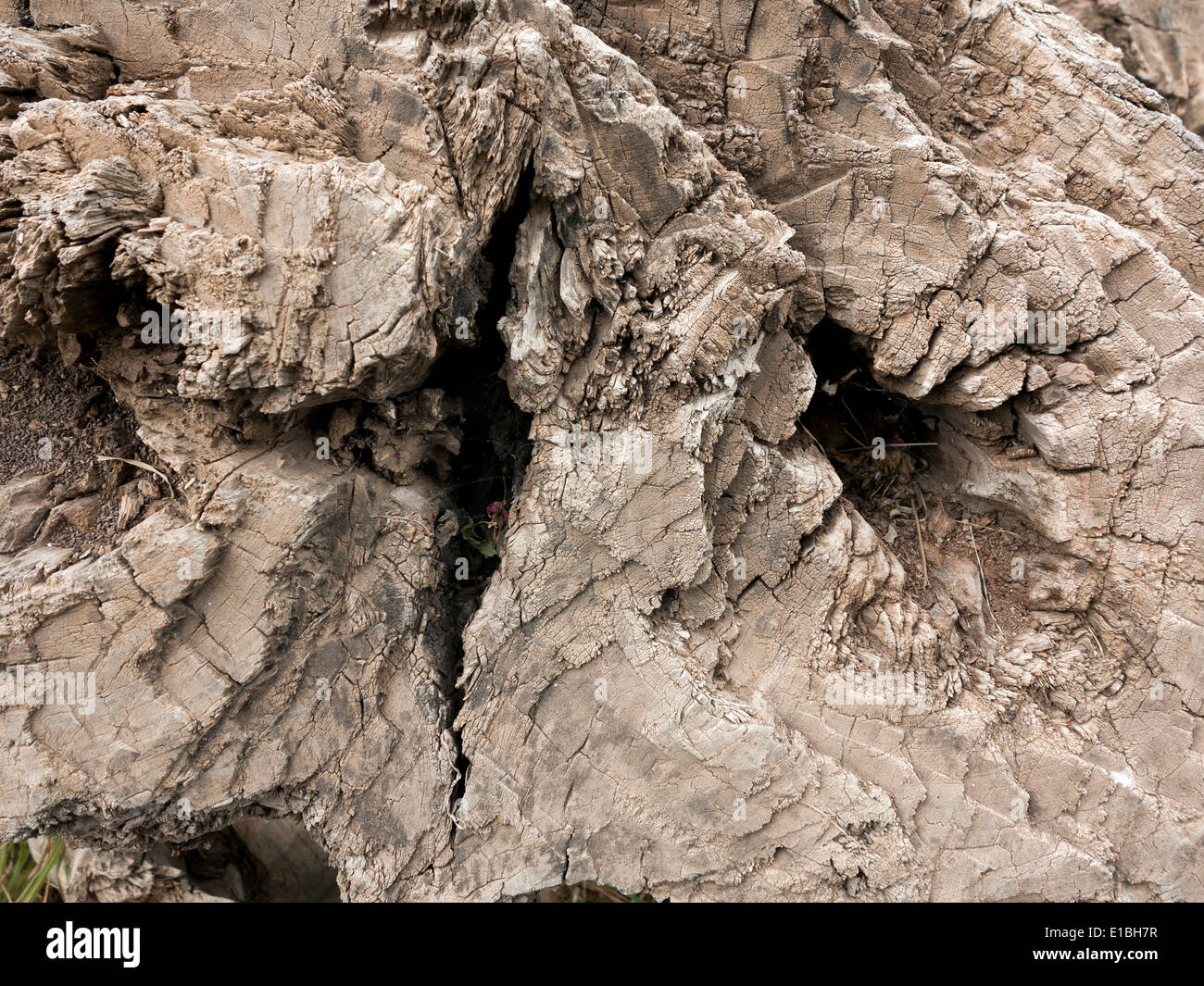 Uprooted tree stump hi-res stock photography and images - Alamy