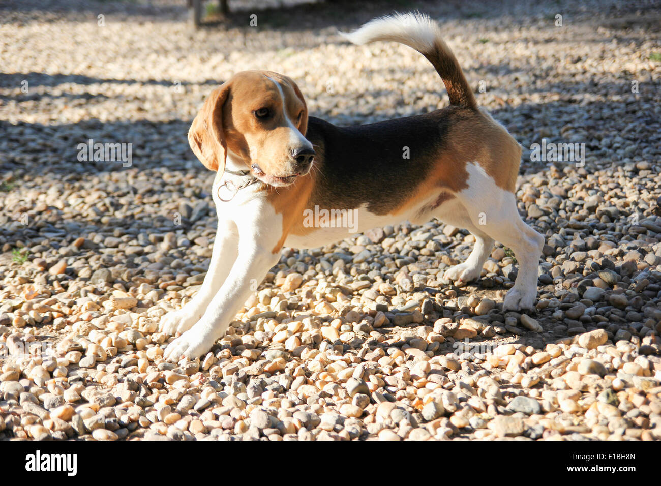 cute beagle puppy dog stretching on rocks with tail up Stock Photo - Alamy