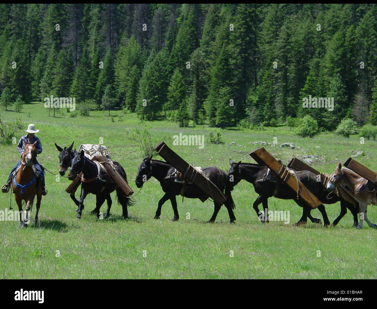 Pack string horseback riding is a popular recreational activity ...