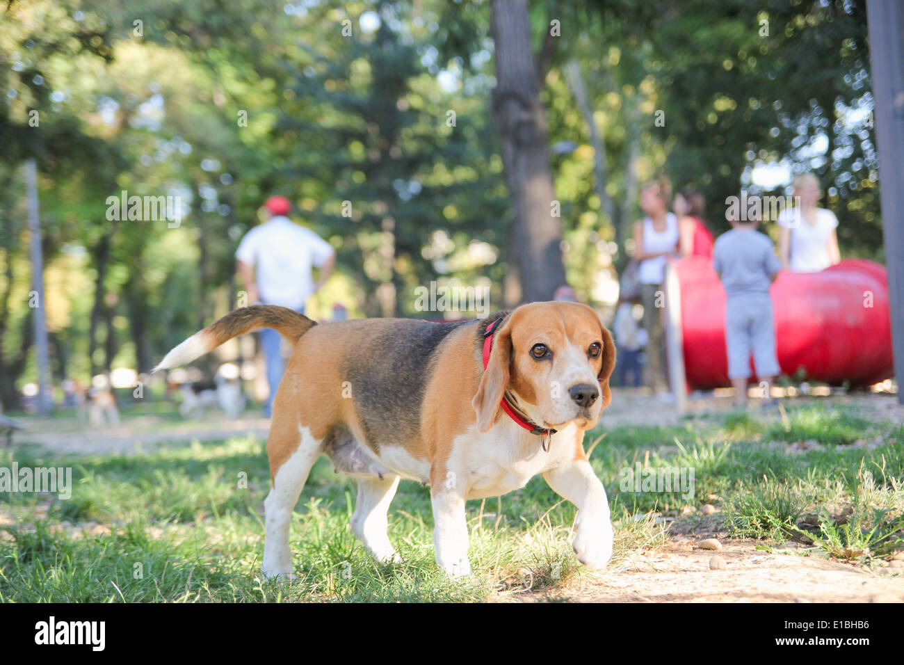 beautiful beagle puppy dog in park with hound position paws up Stock ...