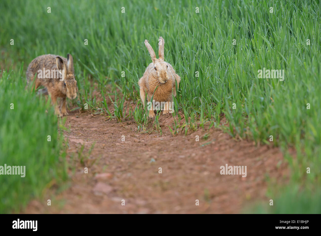White hare called ghost hare hi-res stock photography and images - Alamy
