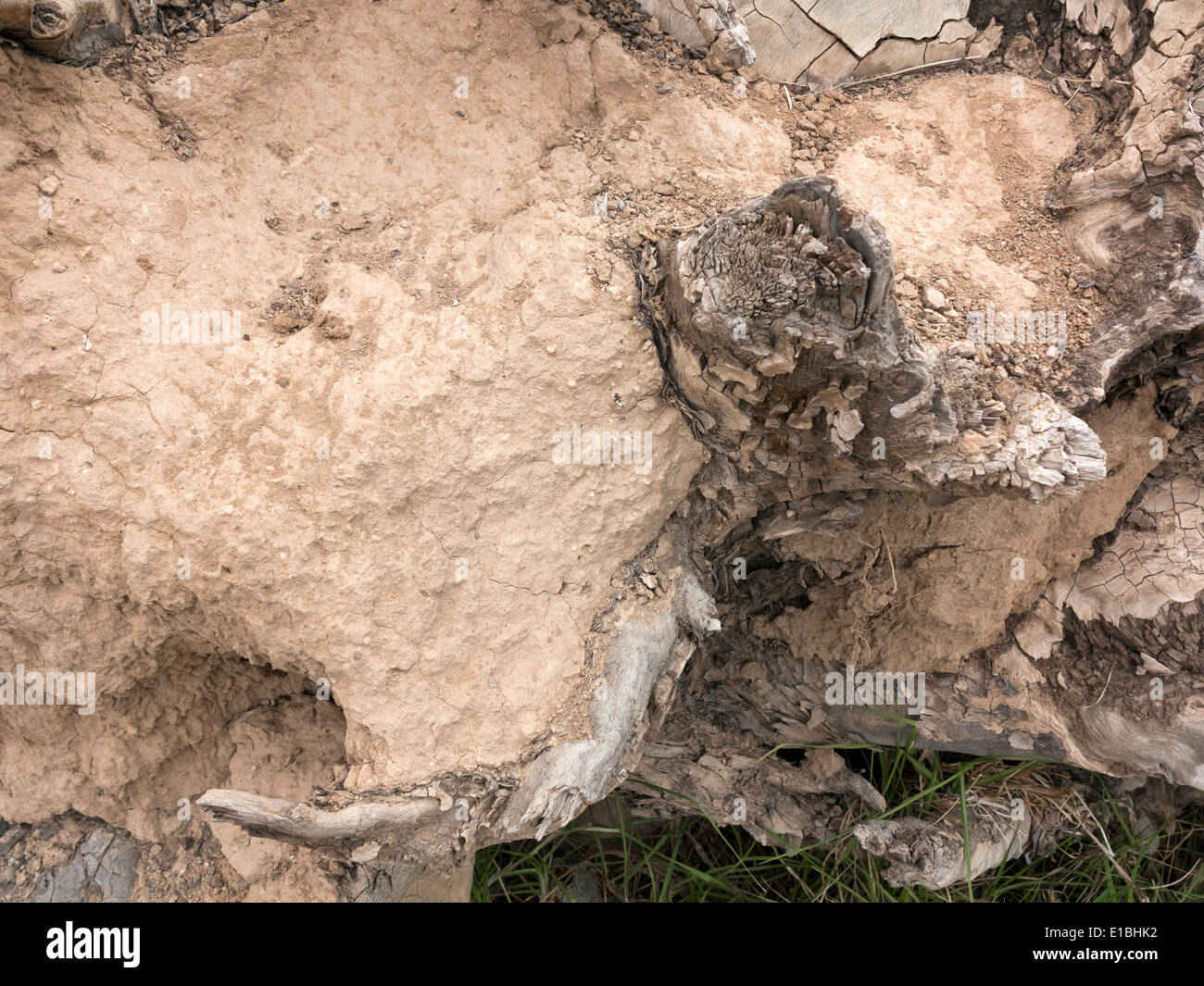 Uprooted tree stump hi-res stock photography and images - Alamy