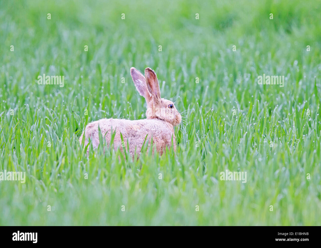 White hare called ghost hare hi-res stock photography and images - Alamy