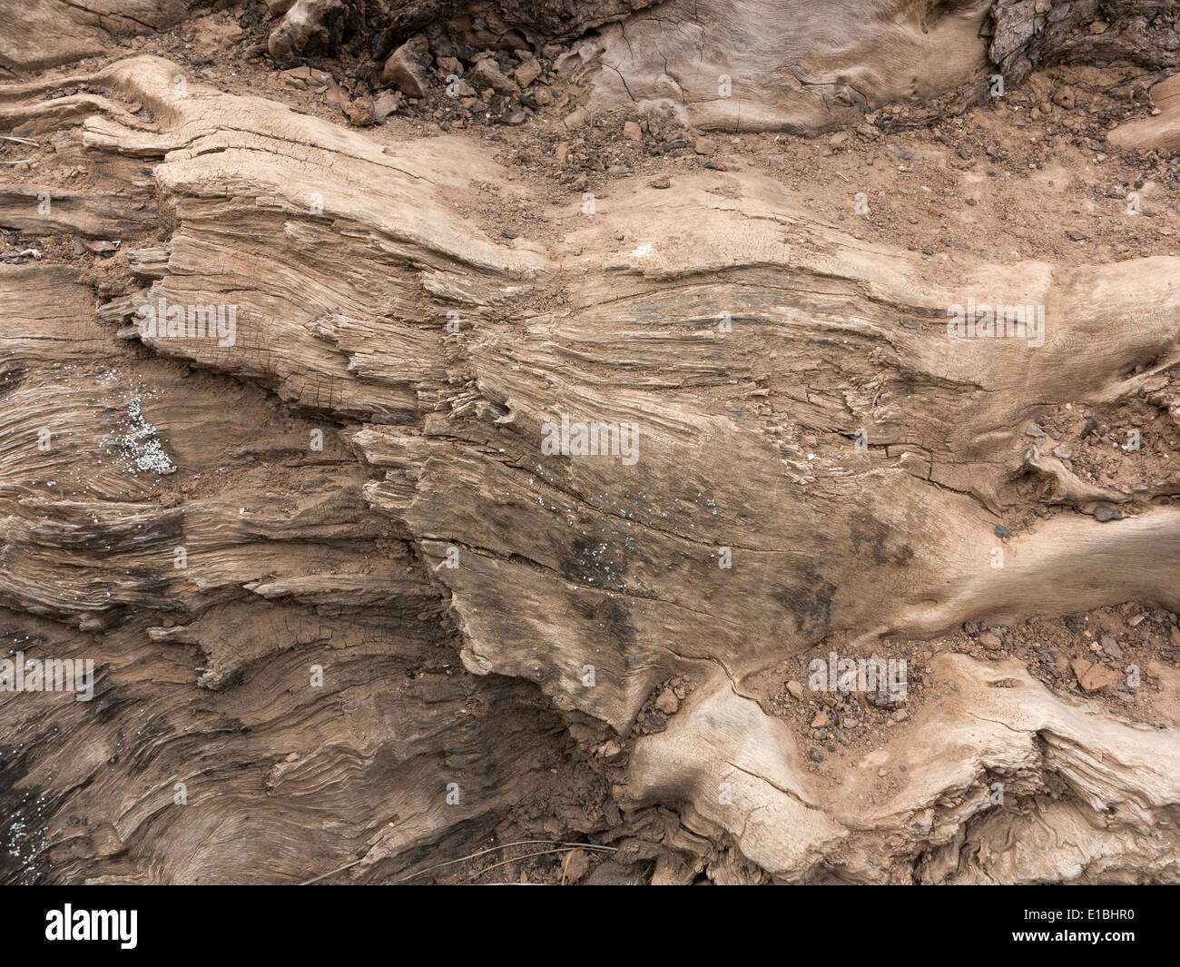 Close up of gnarled uprooted tree stump Stock Photo - Alamy