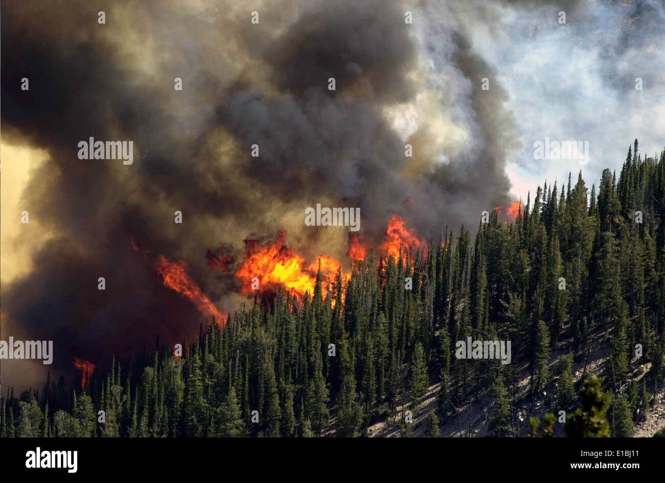This image captures the destructive nature of wildfire flames ...