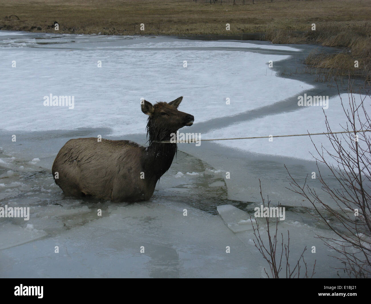 An elk game warden in Bitterroot National Forest works alongside the ...