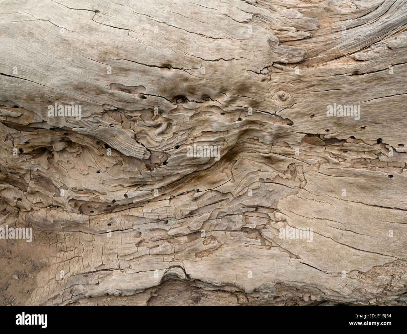 Close up of gnarled uprooted tree stump Stock Photo - Alamy