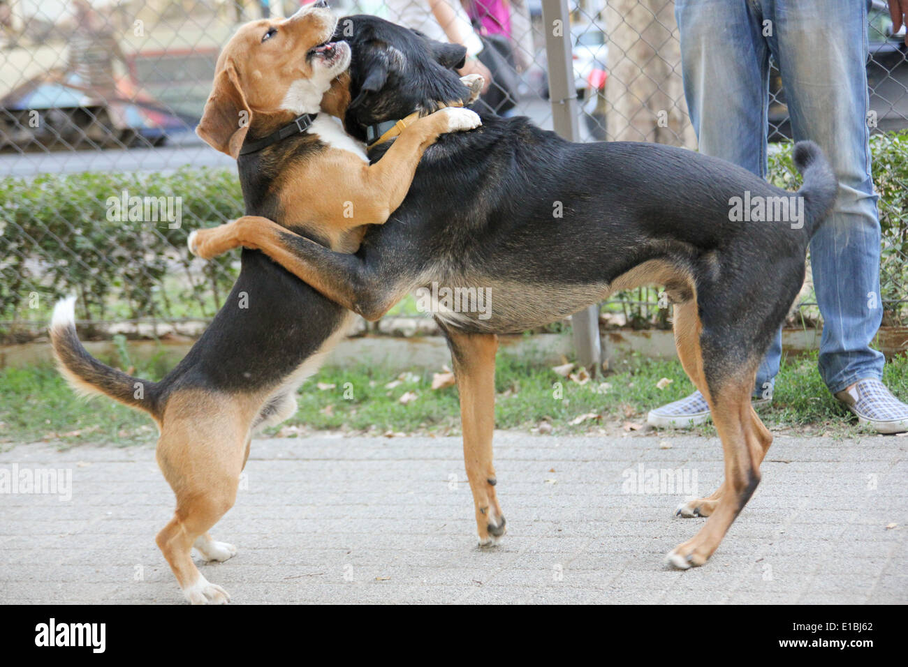 two dogs playing in park hugging each other Stock Photo - Alamy