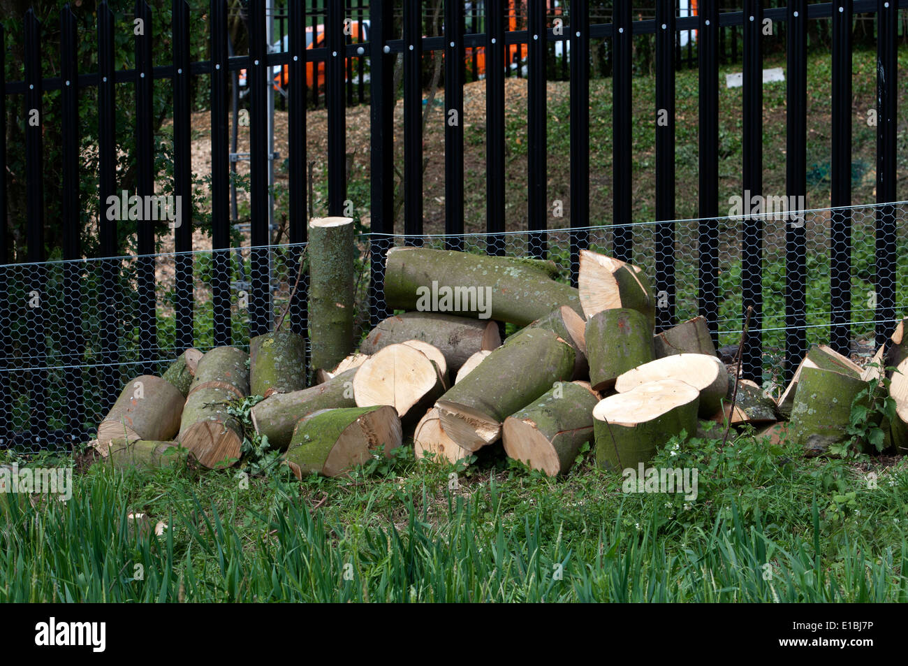 Sycamore wood hi-res stock photography and images - Alamy