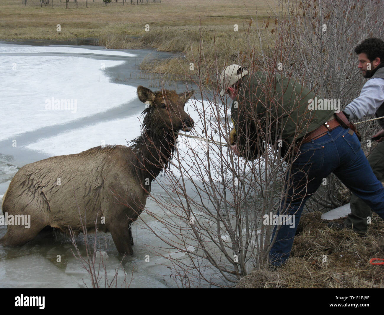 In Bitterroot National Forest, the Elk Game Warden collaborates with ...