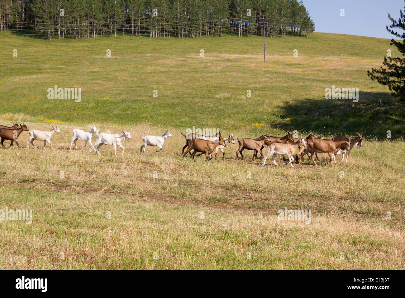 goats on green grass of the sunny field Stock Photo - Alamy