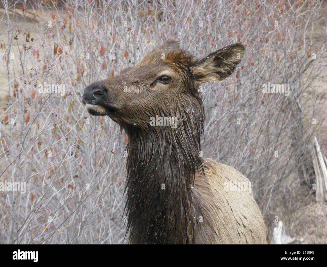The Bitterroot National Forest in Montana provides a habitat for elk ...