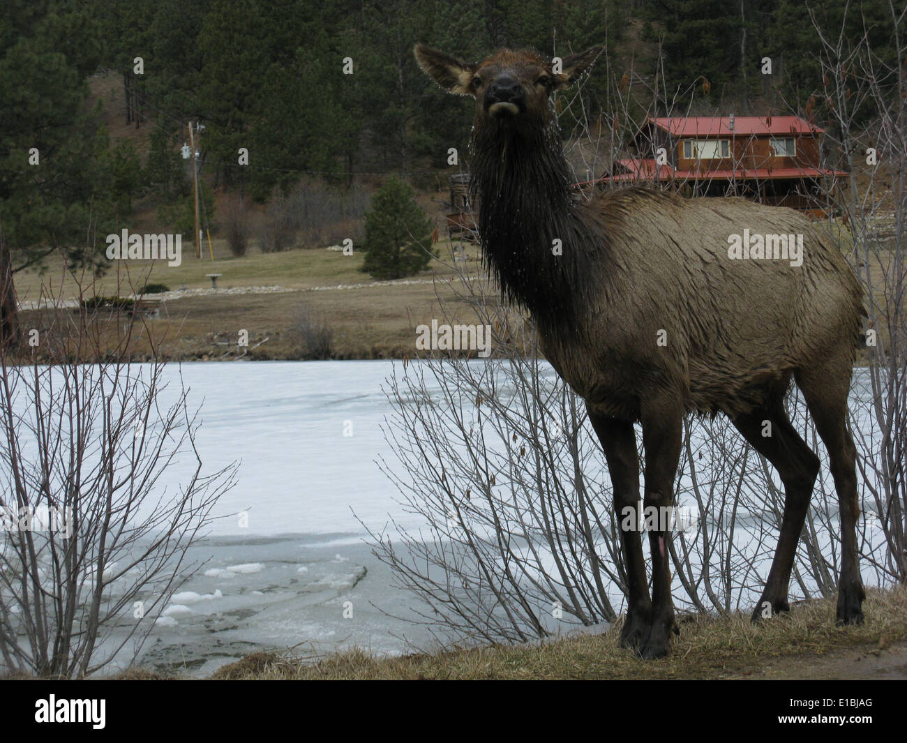 The Bitterroot National Forest in Montana is home to diverse wildlife ...
