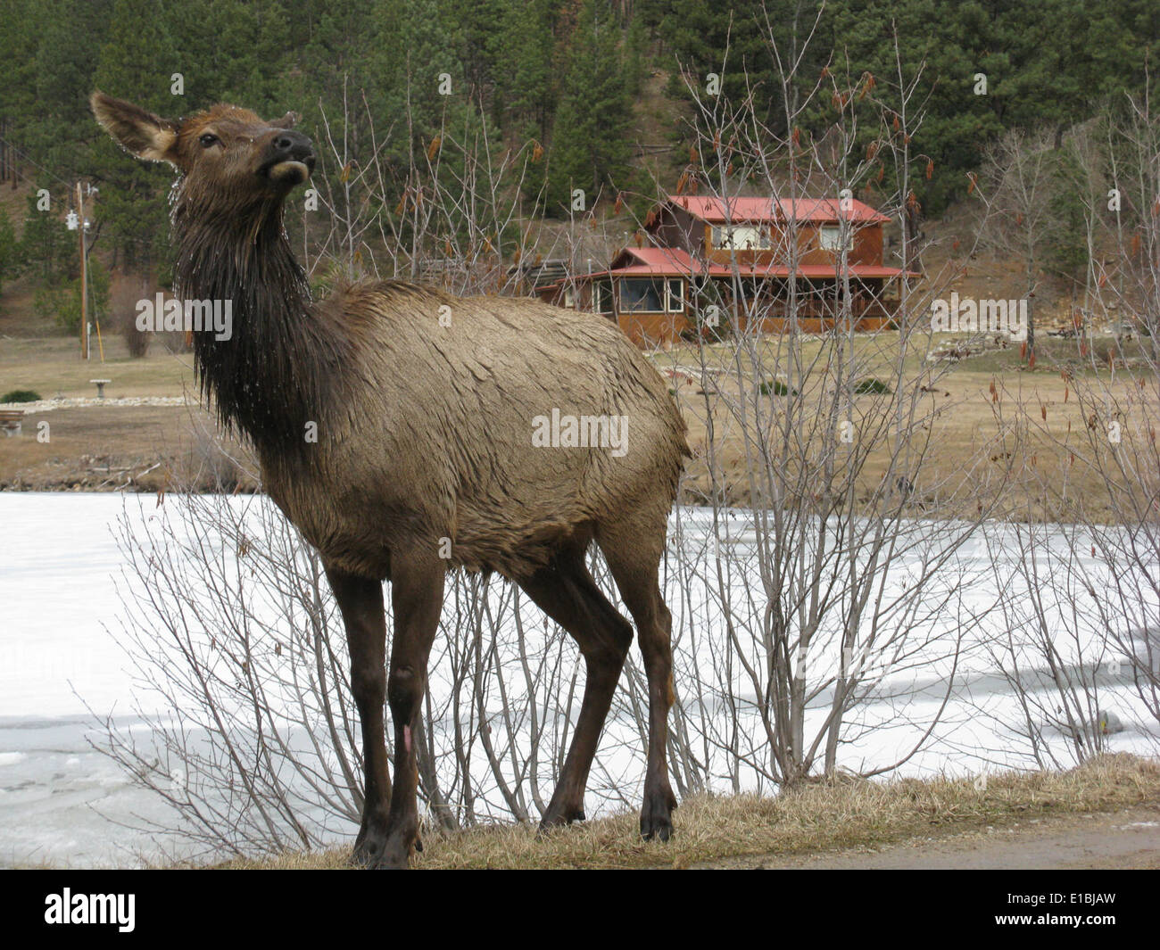 A game warden from the Bitterroot National Forest works alongside the ...