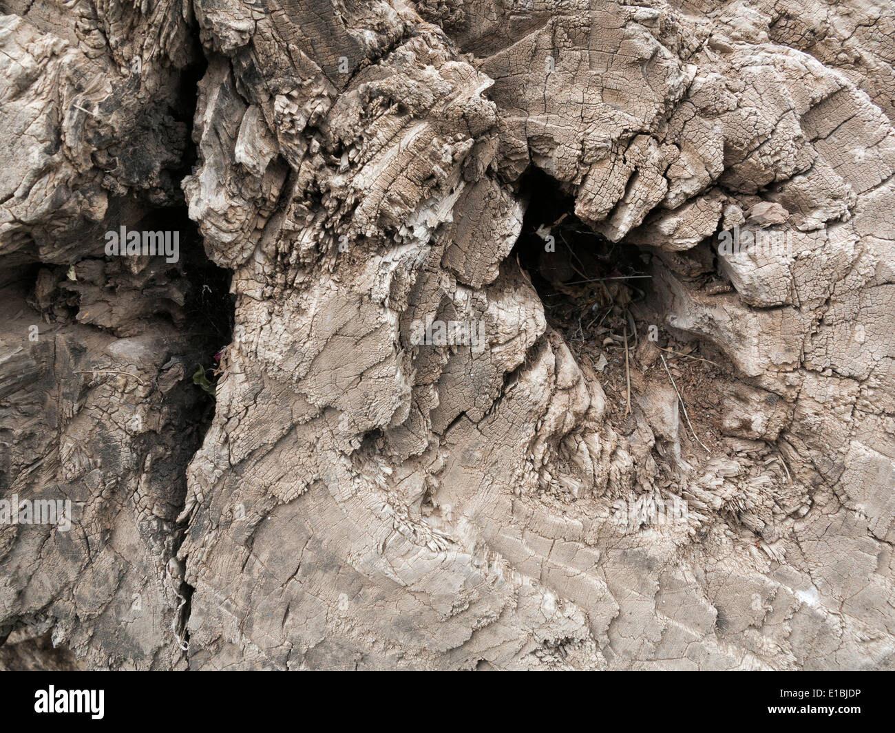 Close up of gnarled uprooted tree stump Stock Photo - Alamy